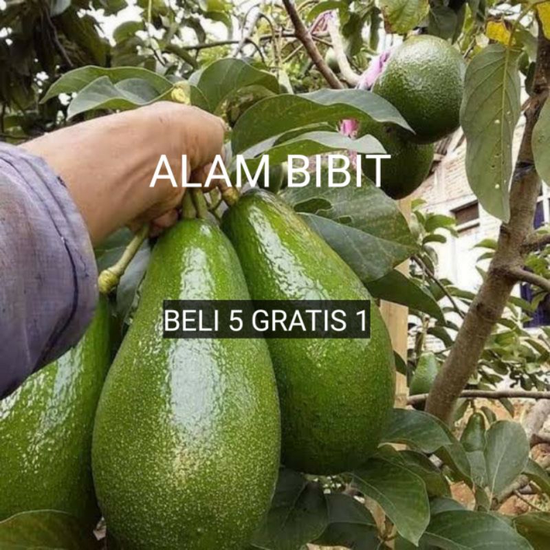 Jual BIBIT ALPUKAT MENTEGA JUMBO ASLI STEK OKULASI INDUKAN BERBUAH ...