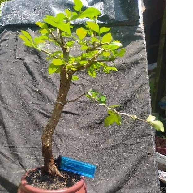 Jual bahan bonsai Teh-tehan (Acalypha siamensis) atau teh hutan + pot ...