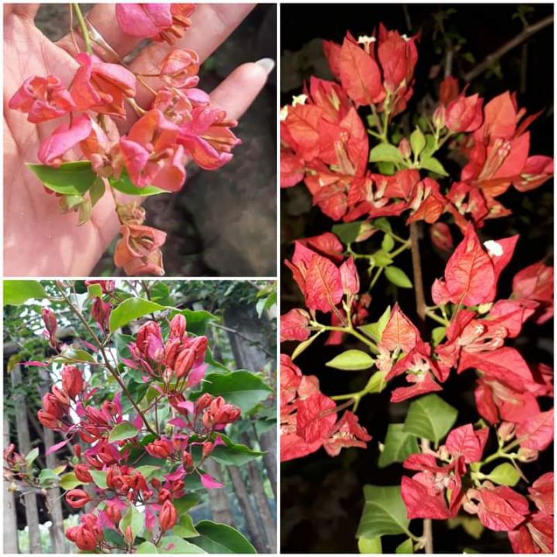 Jual Bougenvill Anggur Pink Shopee Indonesia