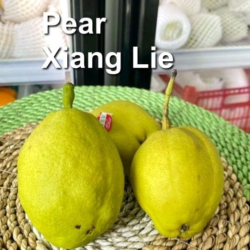 Jual Pear Xiang lie | Shopee Indonesia