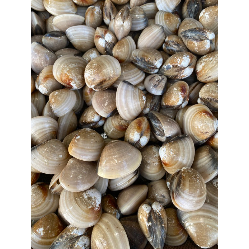 Jual KERANG KEPAH 500gr (SUDAH REBUS) | Shopee Indonesia