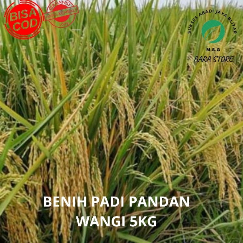 Jual Benih Padi Pandan Wangi 5 kg Terbaru Murah | Shopee Indonesia