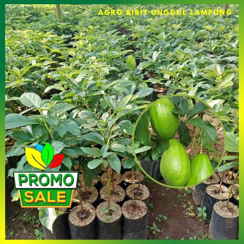 Jual Bibit Alpukat Siger 1 Sibatu Lampung Asli Tanaman Okulasi Buah ...