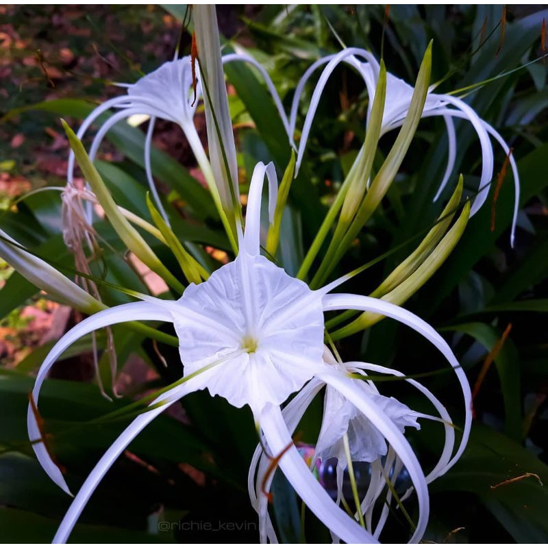 Jual Tanaman Hias Bunga Bakung Amarilis/Bakung Putih (Spiderlilies ...