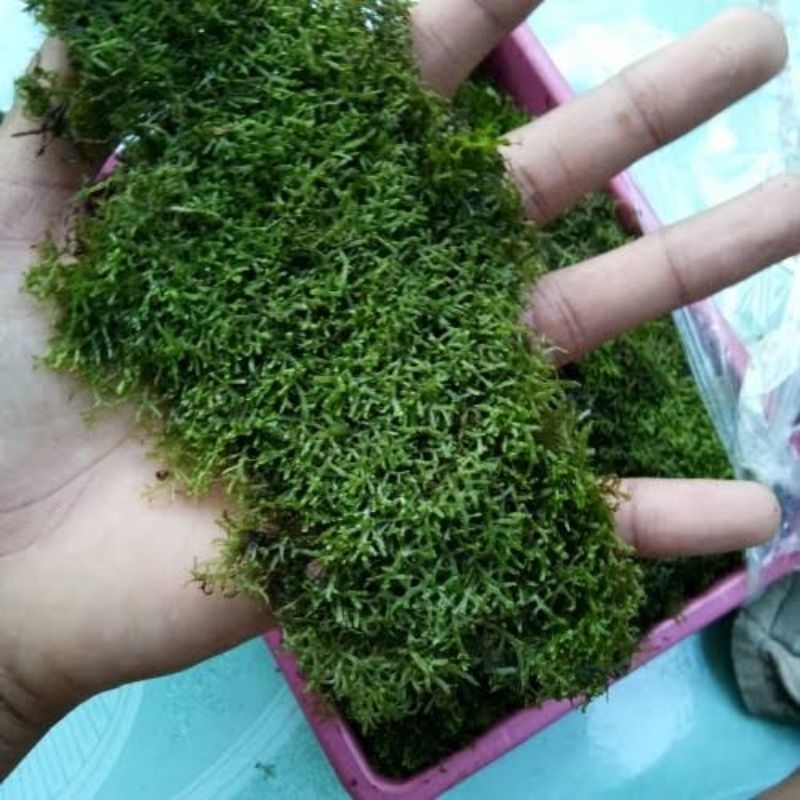 Jual Moss ricardia porsi mika tanaman aquascape | Shopee Indonesia