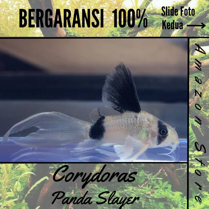 Jual Ikan Corydoras Panda Slayer | Shopee Indonesia