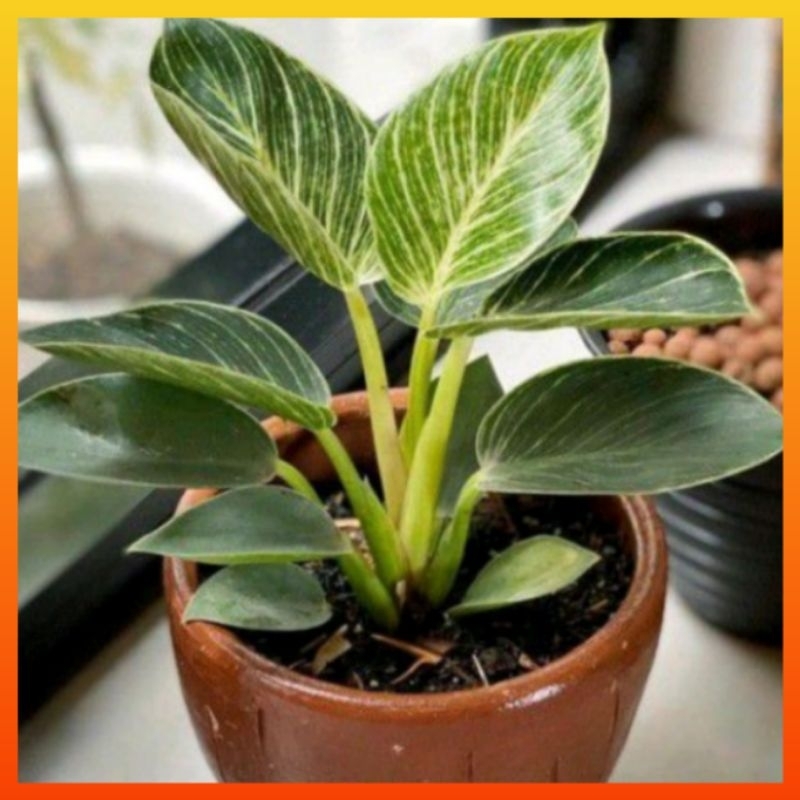 Jual Tanaman Hias Hidup Philodendron Birkin Bunga Philo | Shopee Indonesia