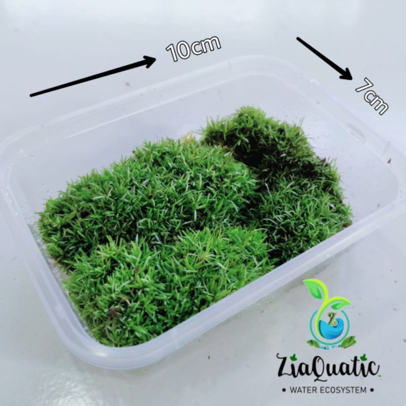 Jual Moss Byrophita / Mutiara Moss / Moss Hutan - Tanaman Moss ...