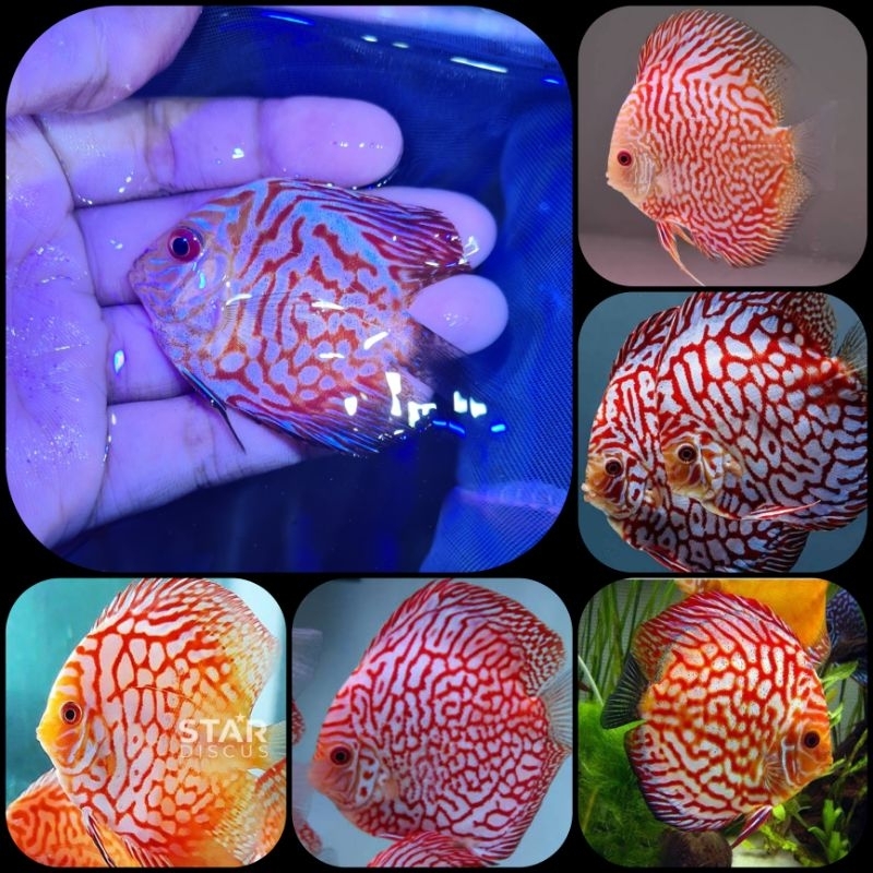 Jual ikan hias discus pigeon untuk aquarium dan aquascape | Shopee ...