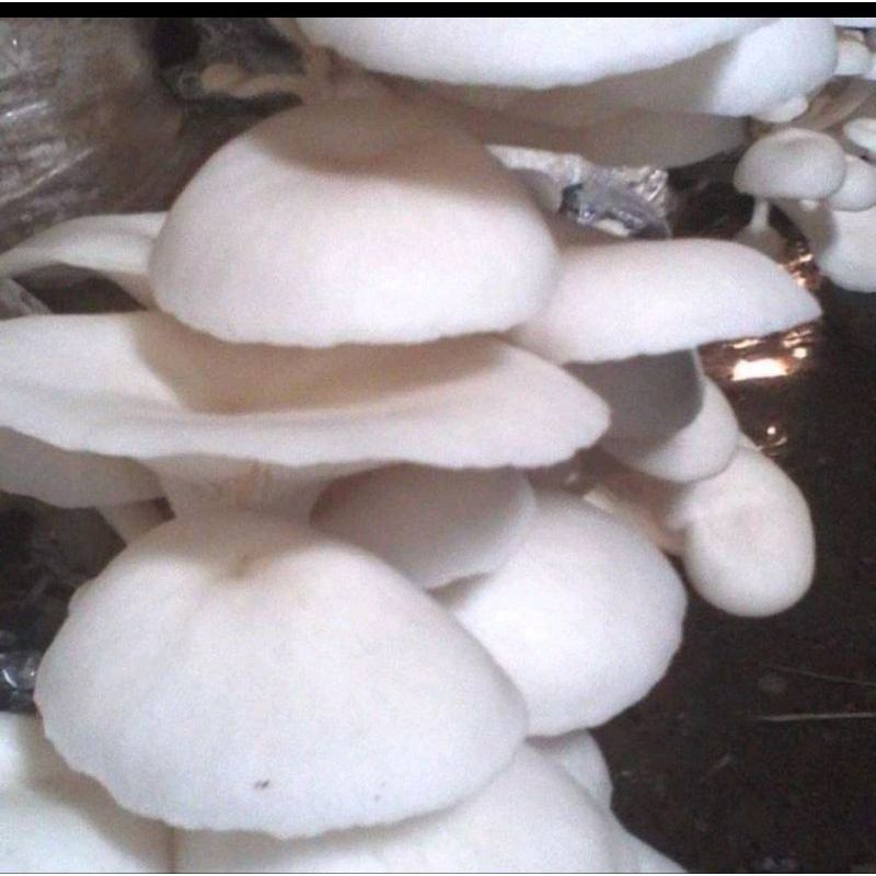 Jual media tanam bag log jamur tiram/baglog jamur tiram | Shopee Indonesia