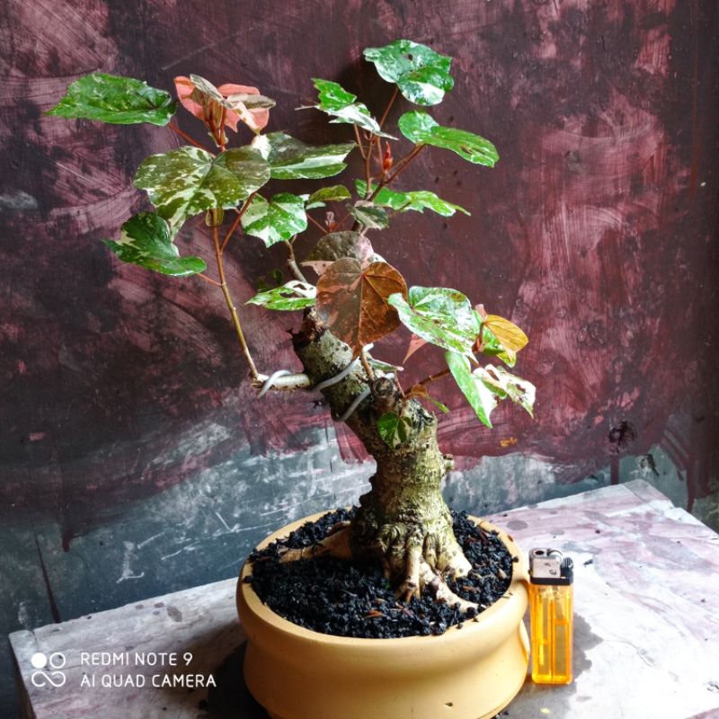 Jual bahan bonsai waru parigata realpic di kirim sama potnya | Shopee ...
