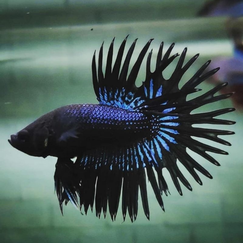 Jual ikan hias cupang serit maskot | Shopee Indonesia