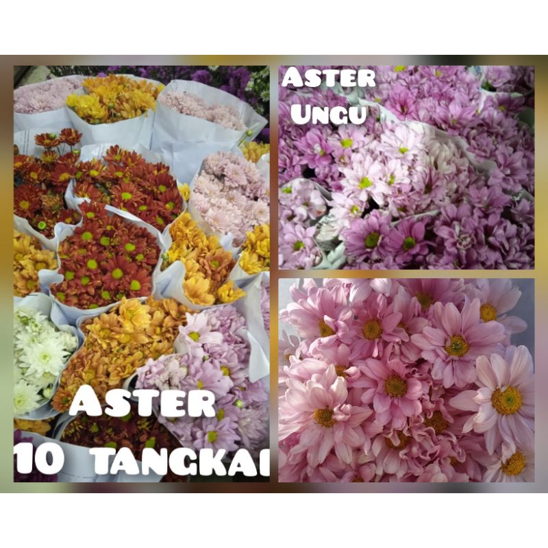 Jual Bunga ASTER 10 Tangkai , Bunga potong Segar Warna Random | Shopee ...