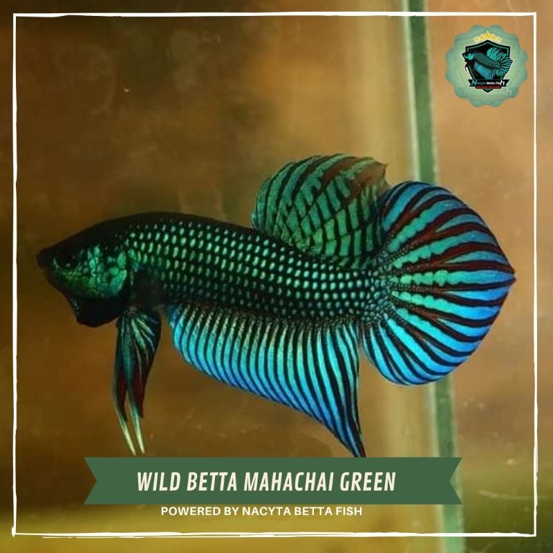 Jual Wild Betta Mahachai Green | Shopee Indonesia