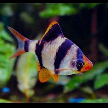 Jual ikan sumatra tiger barb ikan hias aquascape garis garis unik dan ...