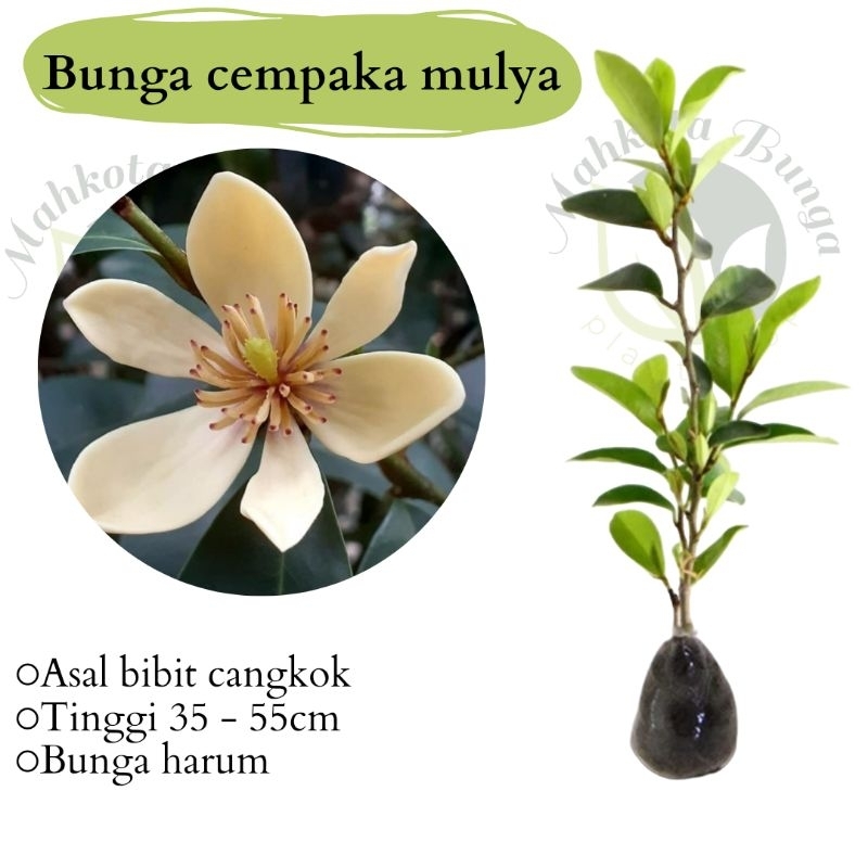 Jual Tanaman wangi bunga cempaka mulya putih | Shopee Indonesia