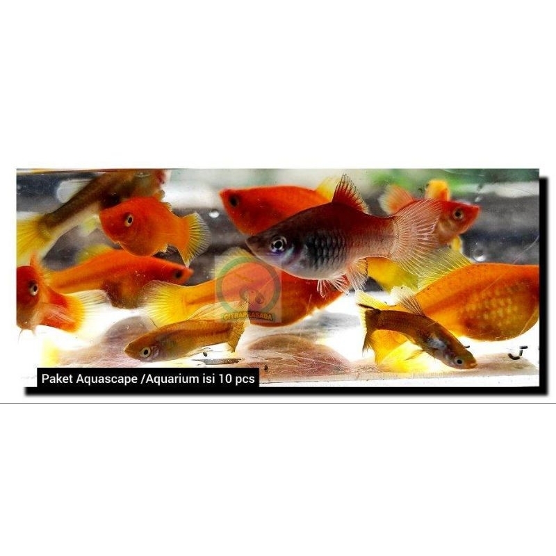 Jual Paket Aquascape /Aquarium 10 pcs | Shopee Indonesia