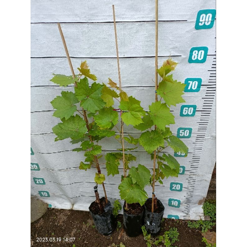 Jual BIBIR ANGGUR IMPOR VELES VALID (kusus pulau jawa bali madura ...