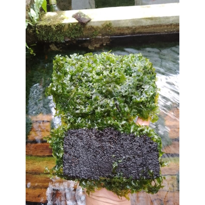 Jual mos pelia media pakis lempeng full air tanaman aquascape | Shopee ...