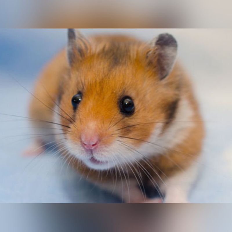 Jual hamster jinak syrian suriah tidak gigit lucu | Shopee Indonesia