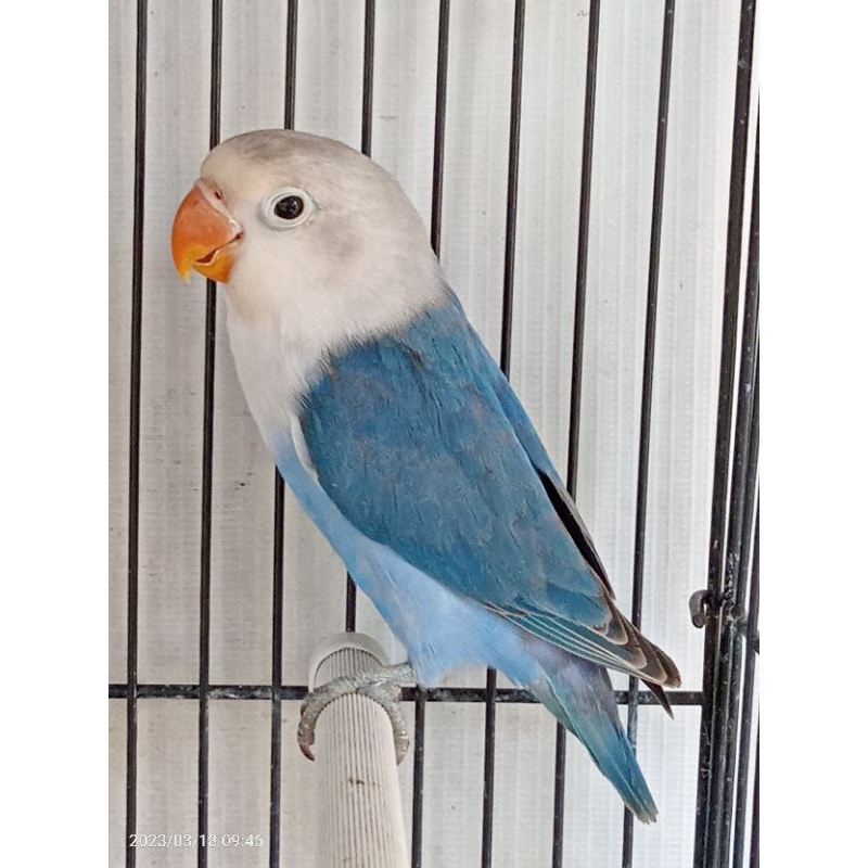 Jual Lovebird BIRU MANGSI KEPALA PUTIH Mulus | Shopee Indonesia