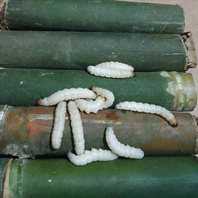 Jual CILUNG ULET ULAT BAMBU | Shopee Indonesia