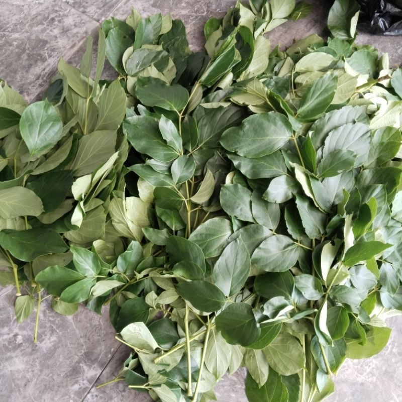 Jual daun untuk ecoprint | Shopee Indonesia