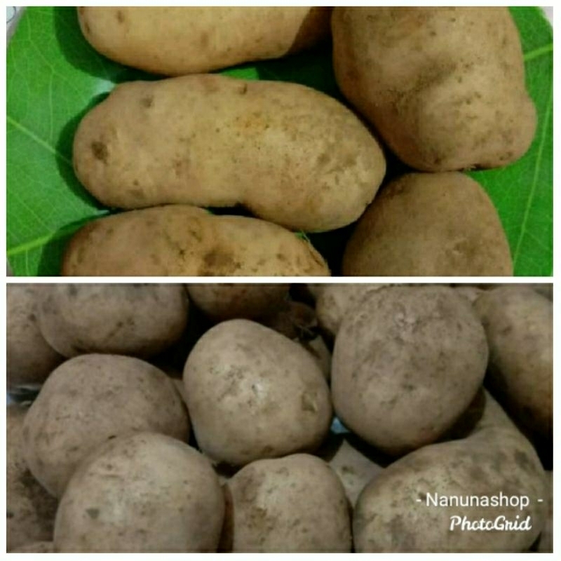 Jual Kentang dieng besar dan sedang | Shopee Indonesia