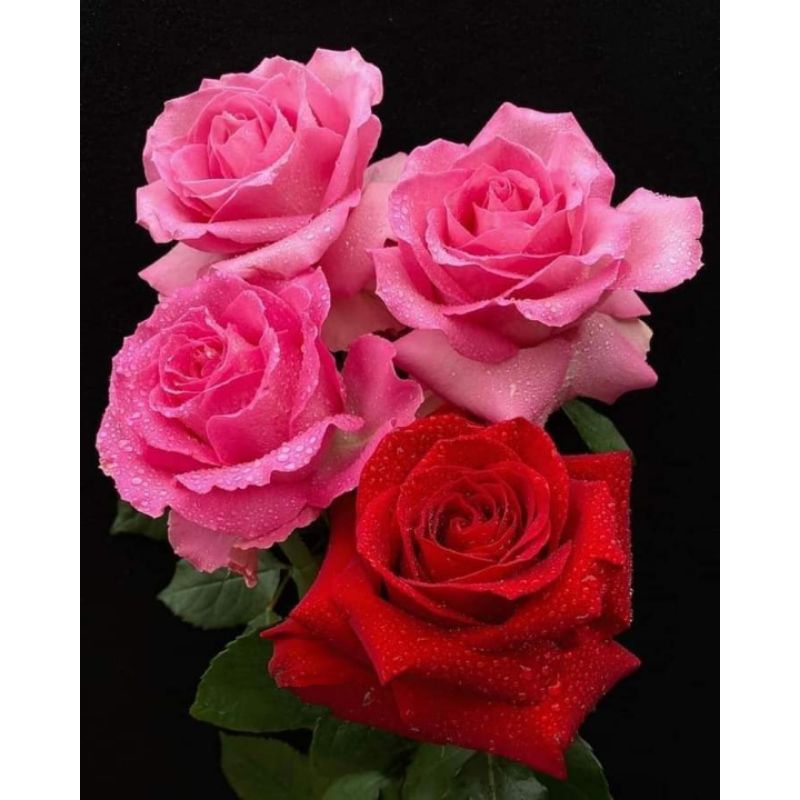 Jual Poster Cetak, BUNGA MAWAR, Ukuran JUMBO, 100x70cm DAN 150x100cm ...