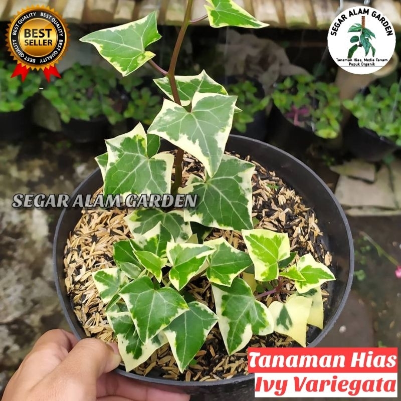Jual RIMBUN Tanaman Hias English Ivy Variegata - Ivy Variegata | Shopee ...