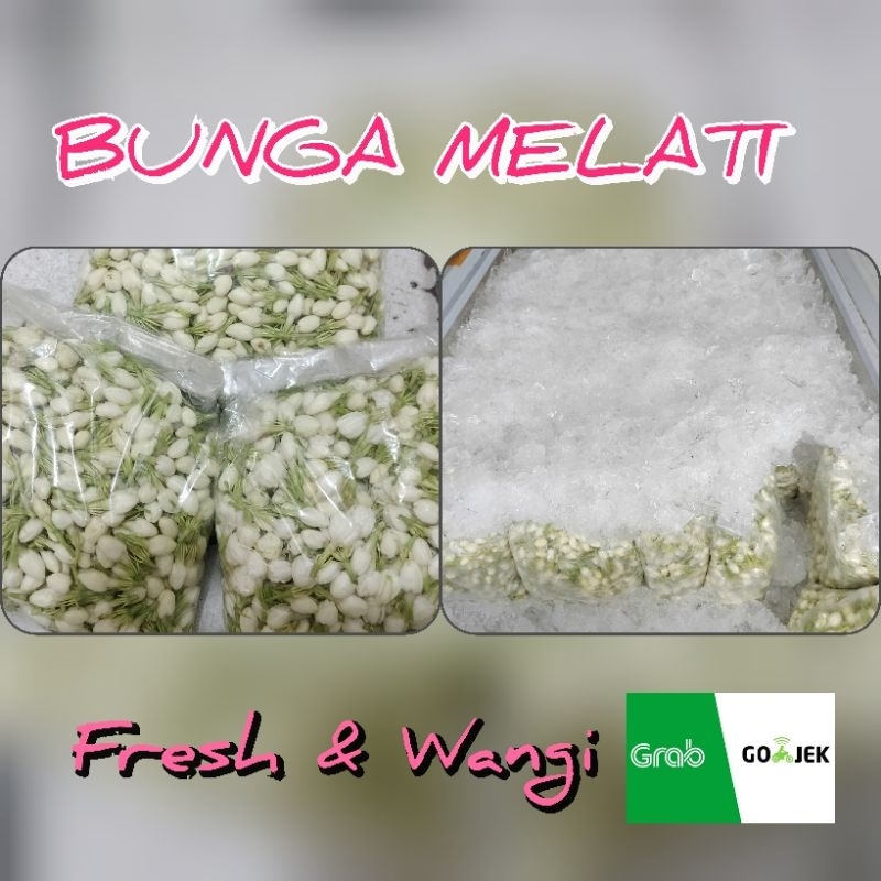Jual bunga melati 500 gram kembang melati asli dan wangi tabur dan ...