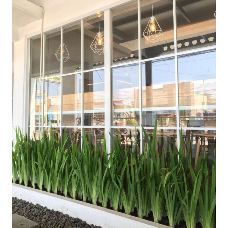 Jual Tanaman Hias Airis Kuning /Iris Kuning | Shopee Indonesia