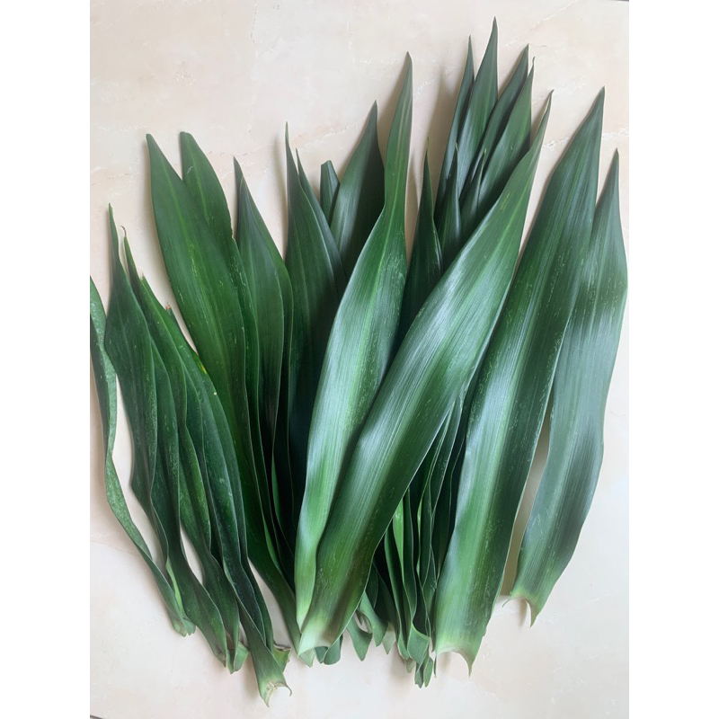 Jual Daun Suji | Daun Suji Segar | Shopee Indonesia