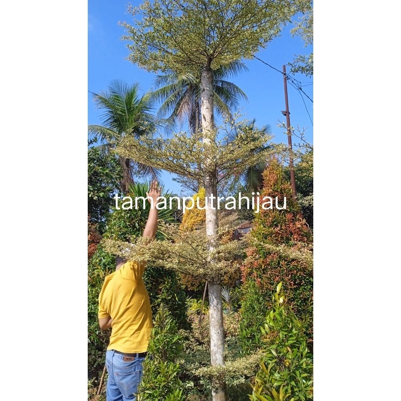 Jual pohon ketapang kencana super batang besar daun rimbun tinggi 2,5-3 ...