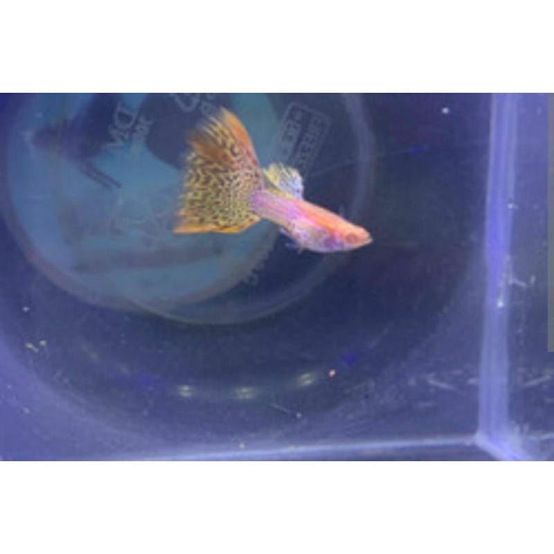 Jual ikan hias Guppy albino yellow Tiger jantan | Shopee Indonesia