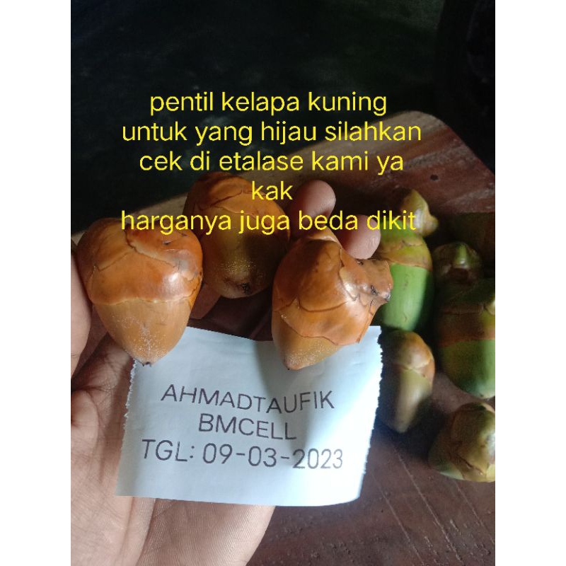 Jual (KUNING SUPERAN)buah kelapa muda kecil bluluk kelapa segar bruluk ...