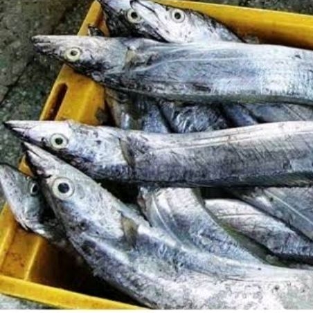 Jual IKAN LAYUR PREMIUM {CIKARANG-TAMBUN} FRESH TERMURAH BERGARANSI ...