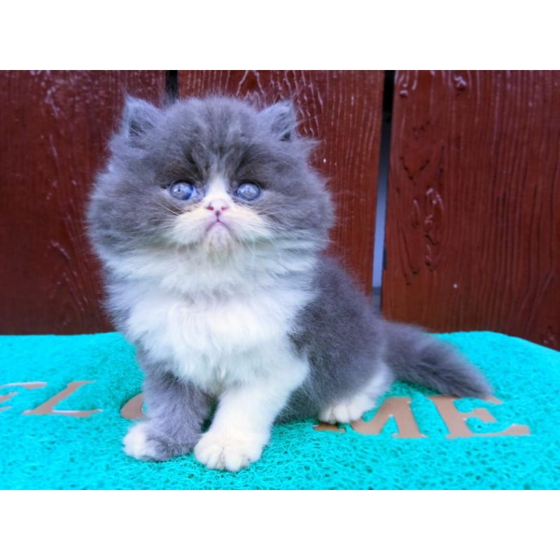 Jual kucing Persia pesek munckin bicolor super | Shopee Indonesia