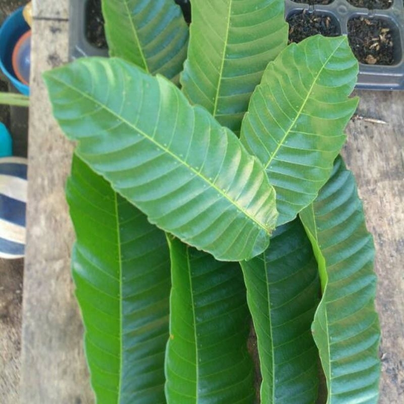 Jual Daun matoa segar 25 lembar, mengobati batu ginjal | Shopee Indonesia