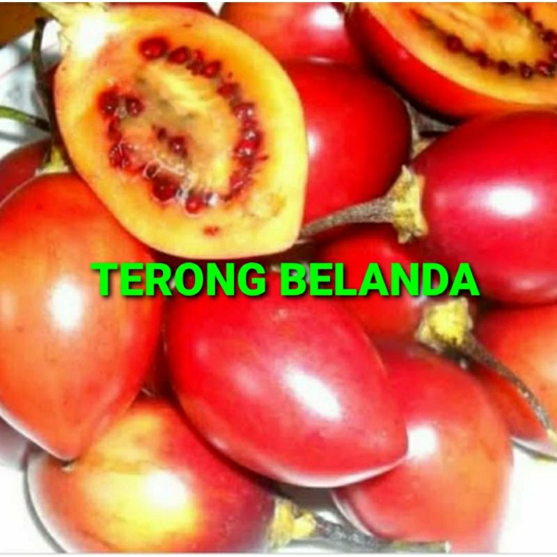 Jual TERONG BELANDA KHUSUS PARA SULTAN 1 KG (PREMIUM QUALITY) | Shopee ...
