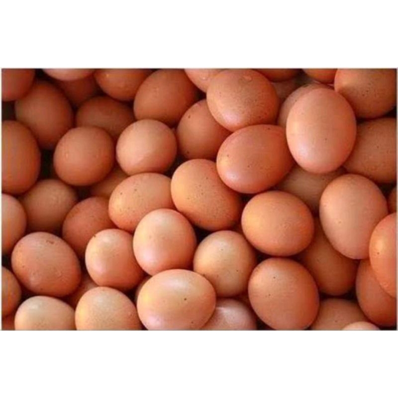 Jual Telur Ayam/ Telor ayam 1 pack isi 10 butir ( baca deskripsi ...