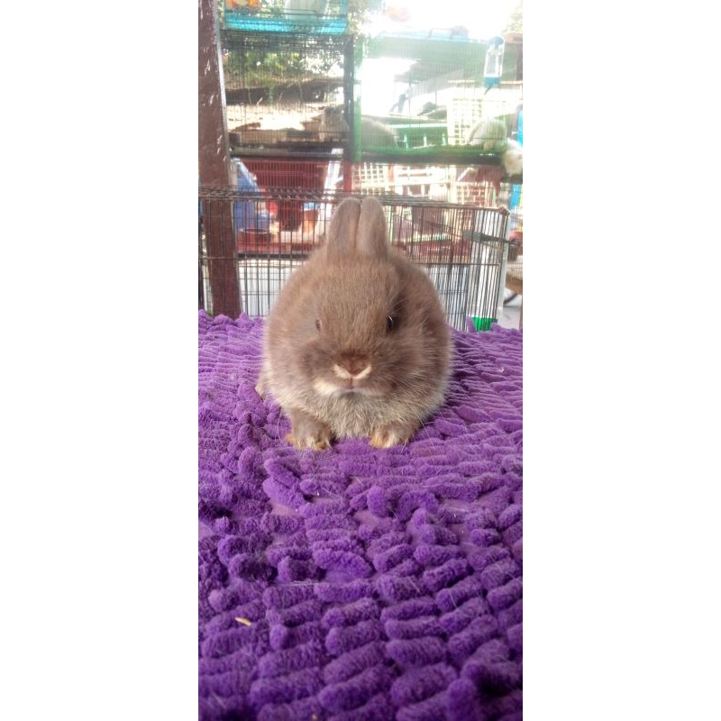 Jual kelinci mini Netherland dwarf | Shopee Indonesia