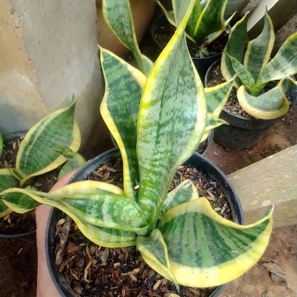 Jual Sansevieria Twister Sister Tanaman Hias Sanse Twister Tanaman ...