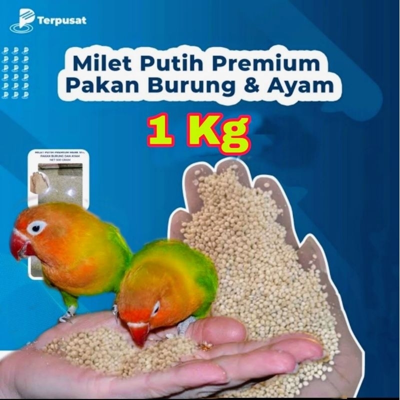 Jual Per 1 Kg Milet Putih Makanan Burung Pakan Burung Pakan Ayam ...
