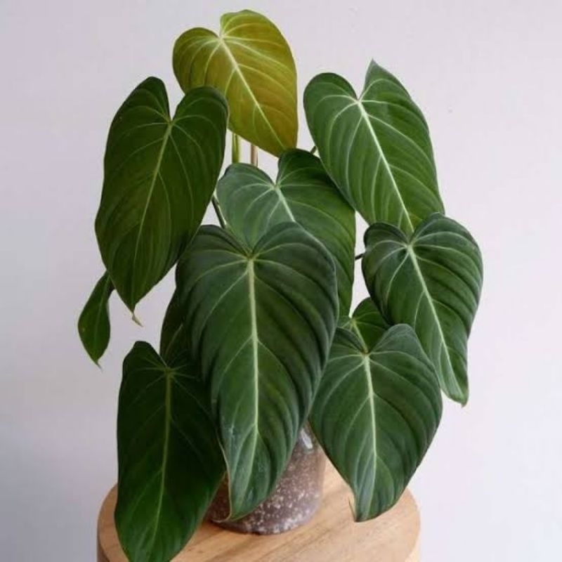 Jual Philodendron Glorious / Philo Glorious / Glorios | Shopee Indonesia