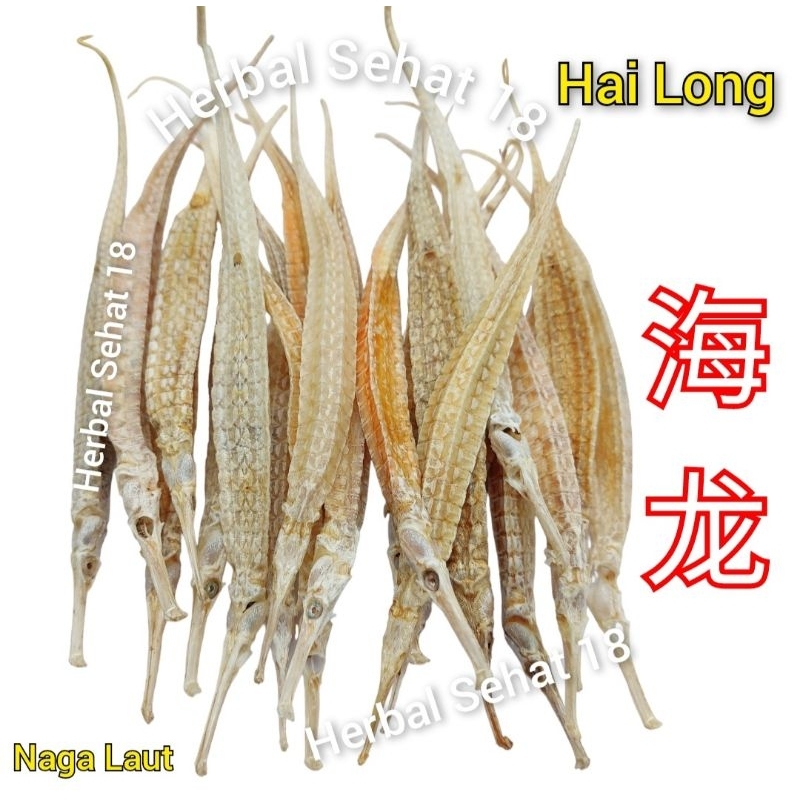 Jual Hai Long -5-10 ekor - Naga Laut Kering / super premium Syngnathus ...