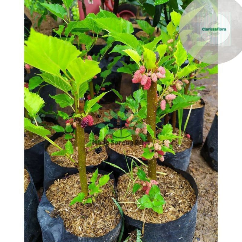 Jual Tanaman pohon murbei sudah berbuah / pohon buah murbei sudah ...