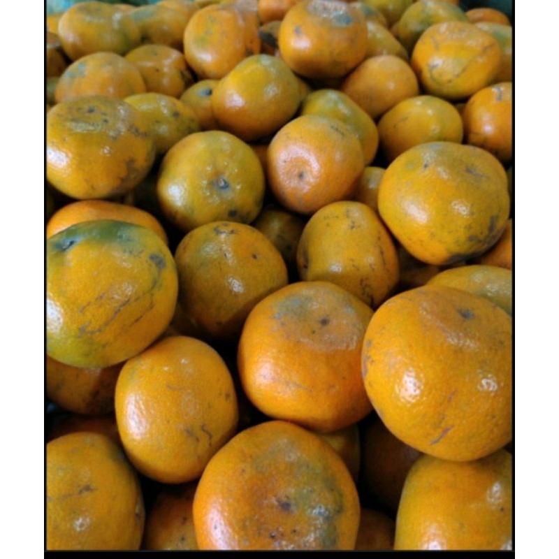 Jual Jeruk Medan Berastagi Segar 1KG / Jeruk Medan Manis 1KG | Shopee ... Jual Jeruk Medan Berastagi Segar 1KG / Jeruk Medan Manis 1KG | Shopee ...