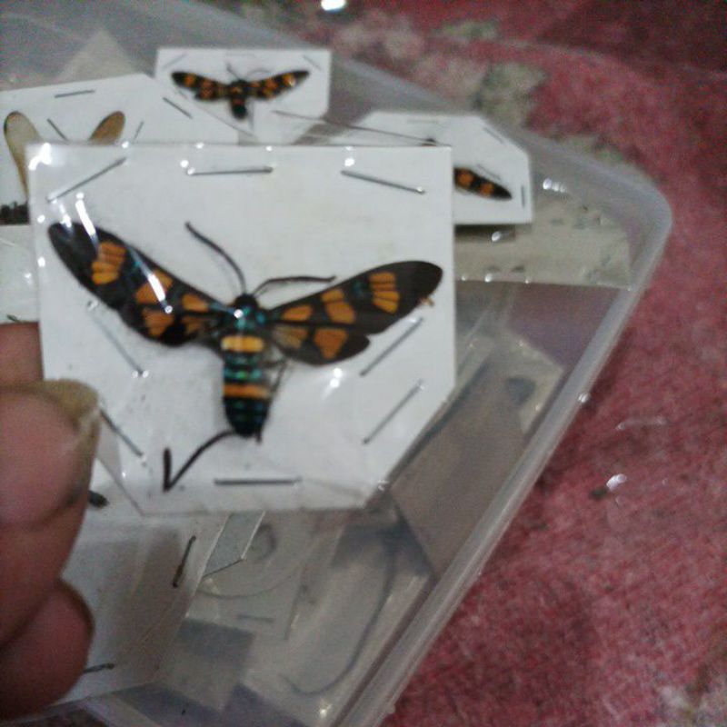 Jual taxydermi kupu gajah kecil /Rama rama /ngengat / moth ordo ...