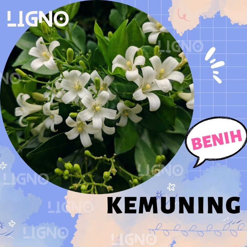 Jual Benih KEMUNING - Biji Bibit Bunga | Shopee Indonesia